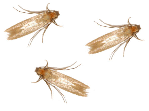 Why Do Moths Love Cashmere? – I Love Cashmere